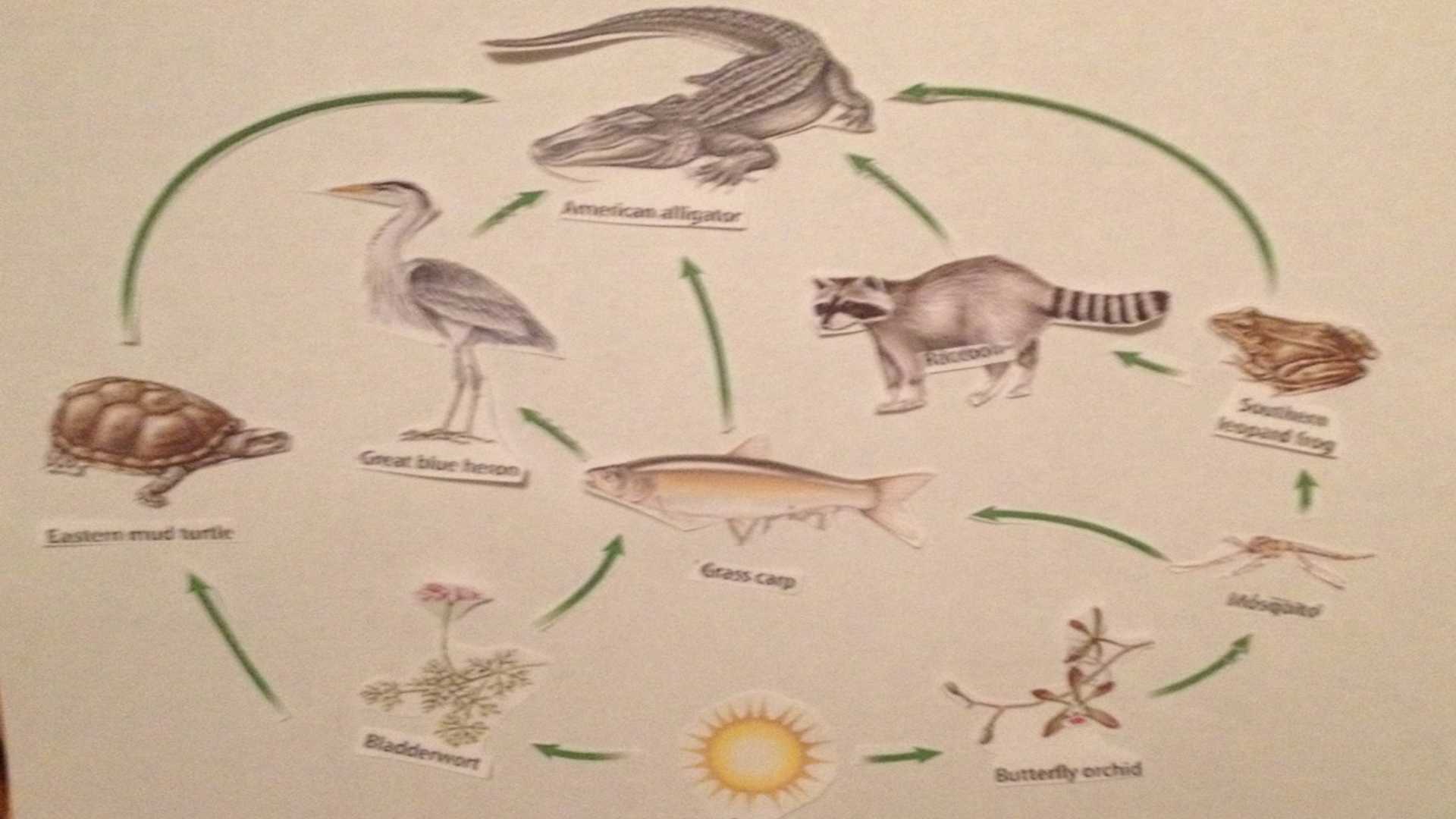 FL 4th Grade Everglades Food Web Sources: Learning Resources